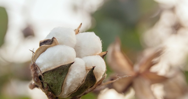 Textile Exchange | TC certificate policy and TC certificate template ...