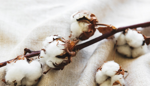 Organic content standard OCS promotes the development of organic ...